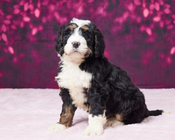 Ginger | Baltic Berne Doodles - Pet Lovers & Farm Owners