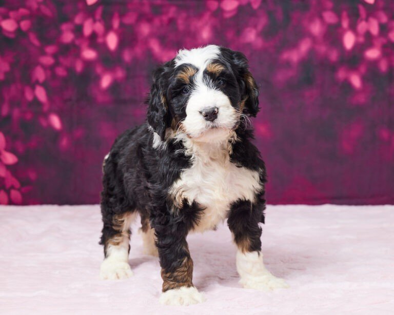 Ginger | Baltic Berne Doodles - Pet Lovers & Farm Owners