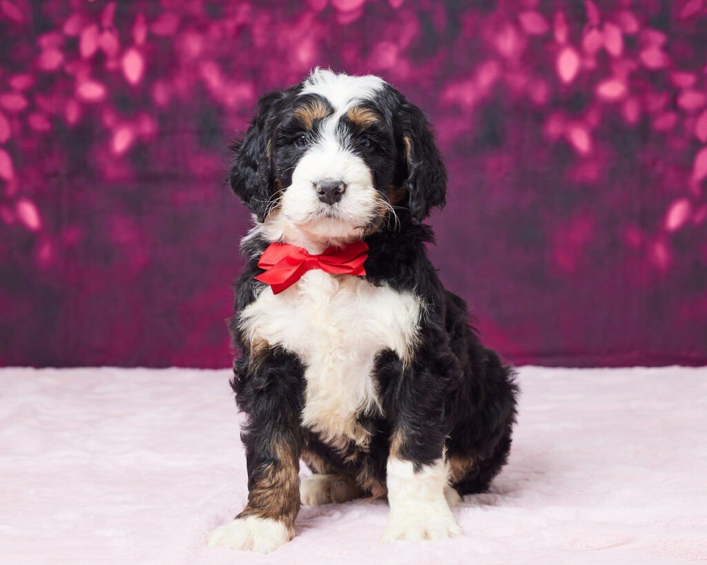Ginger | Baltic Berne Doodles - Pet Lovers & Farm Owners